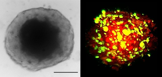 Syntivia develops new epidermal spheroid skin model