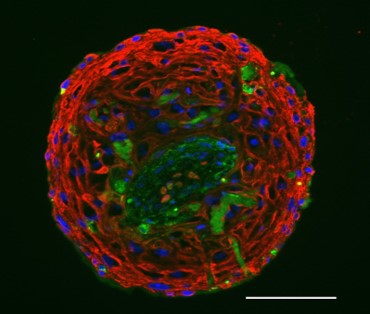 Syntivia develops new epidermal spheroid skin model