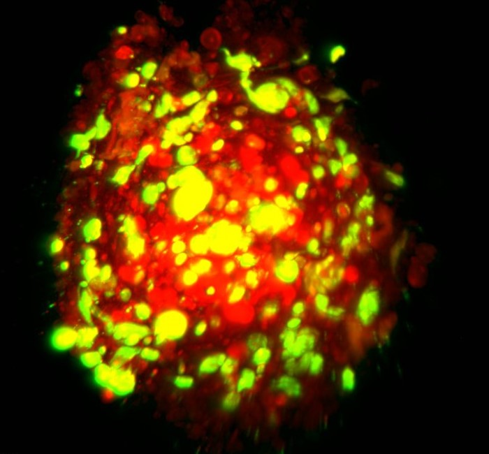New 3D skin model to study inflammatory response - Syntivia