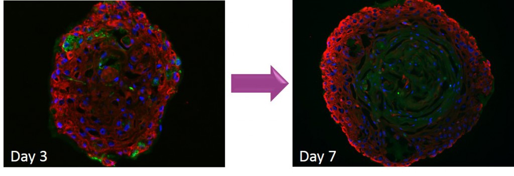 New 3D skin model for toxicology tests on cosmetics - Syntivia
