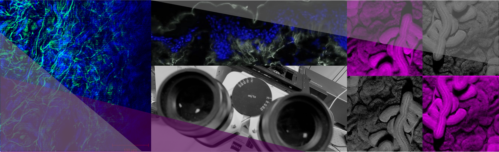 Syntivia at In-Cosmetics Global - Syntivia