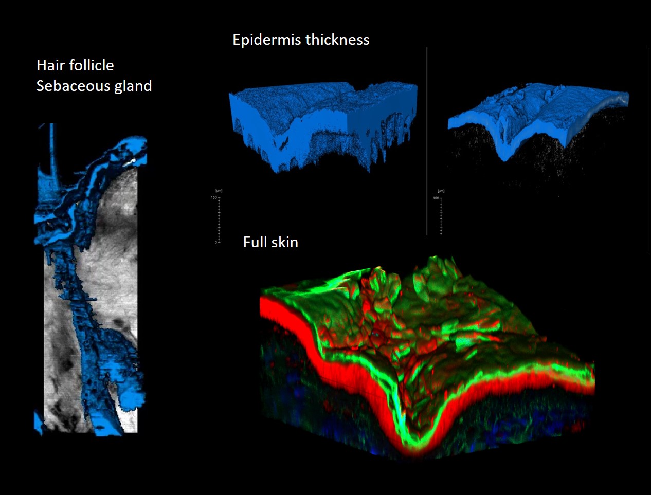 Ex vivo tests to study cosmetic ingredient efficiency | Syntivia