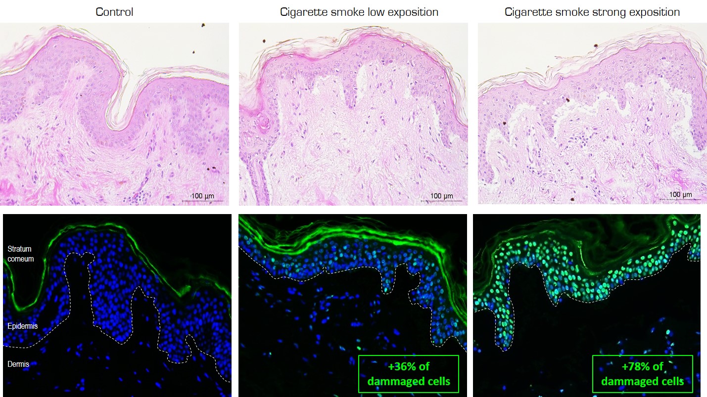 Ex vivo tests to study cosmetic ingredient efficiency | Syntivia