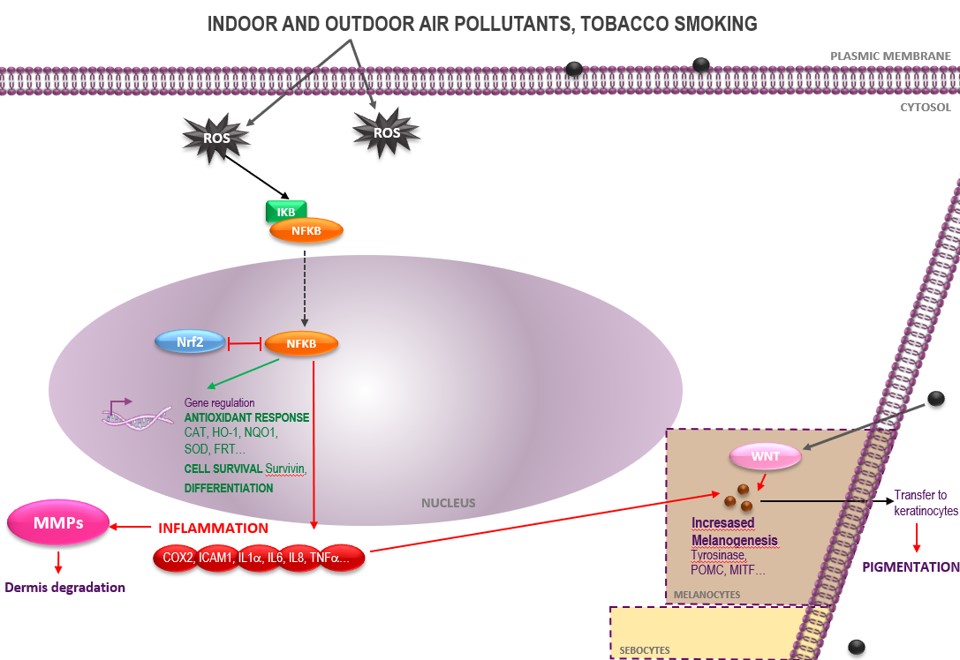 SYNTIVIA & GREENTECH study the response to pollution