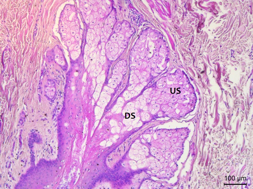 Ex vivo sebaceous gland studies for cosmetics | Syntivia