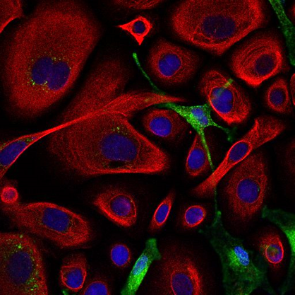 Skin pigmentation studies for cosmetics | Syntivia