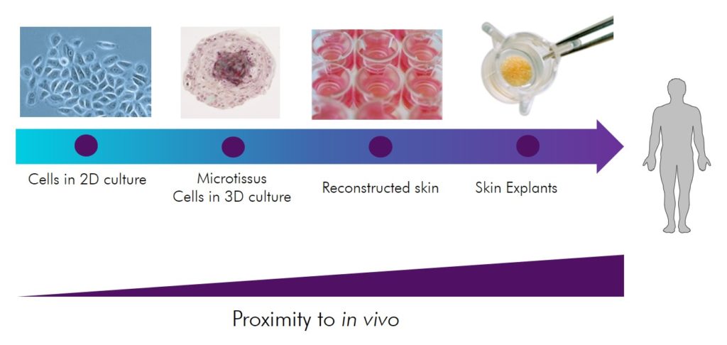 New models of ageing - preclinical studies - Syntivia