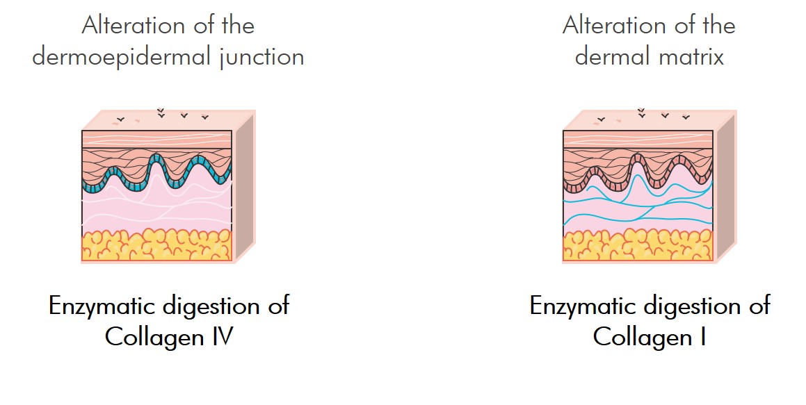 New models of ageing - preclinical studies - Syntivia